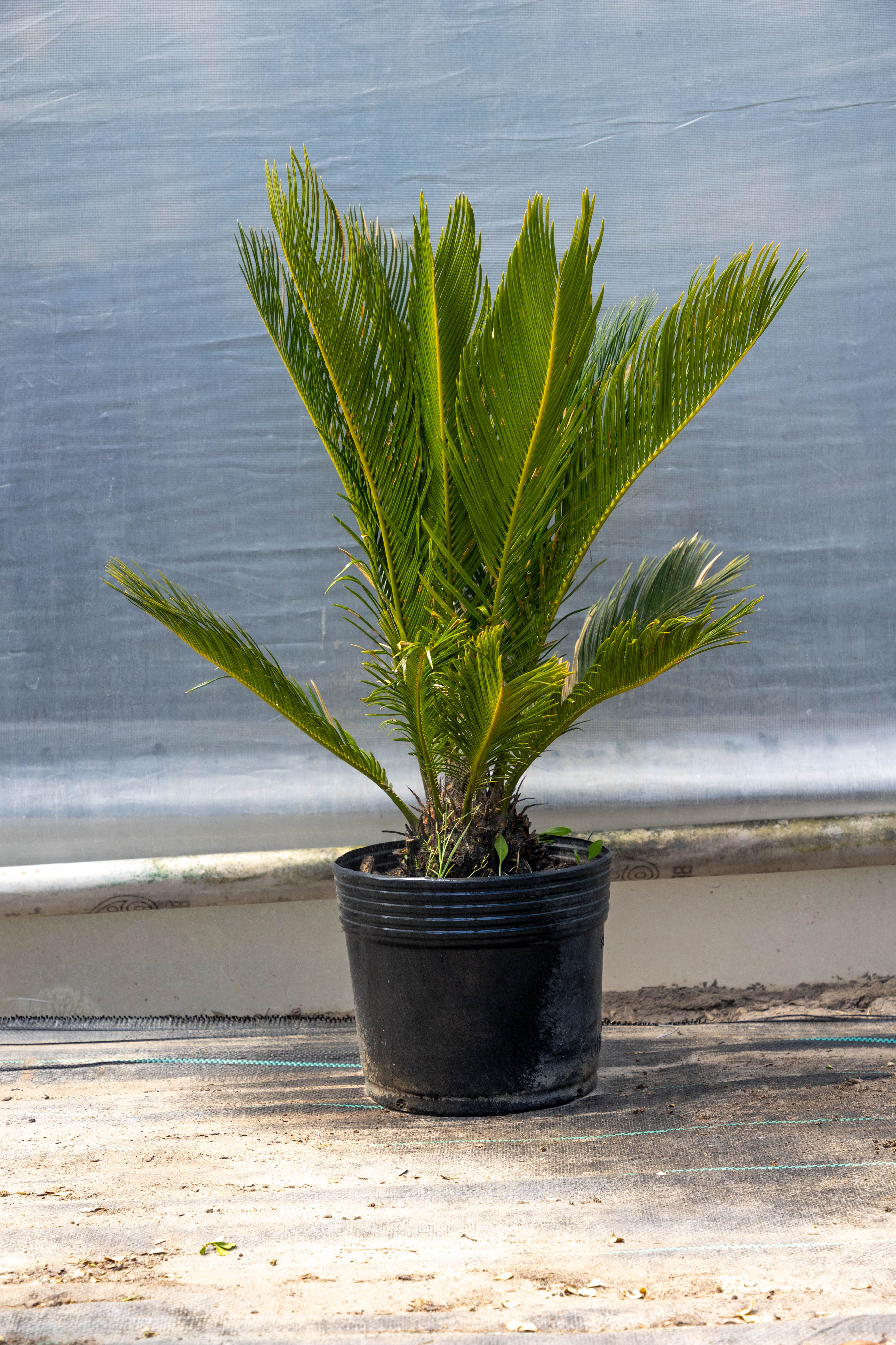 Cyca Revoluta Planta Resistente Decorativa palmera – Roble