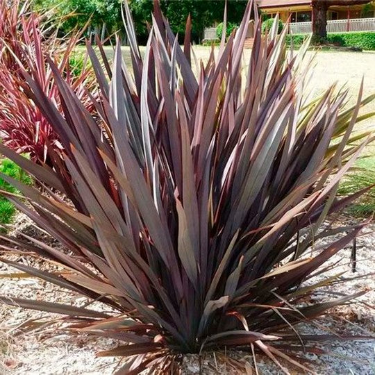 Formio morado mediano – Roble