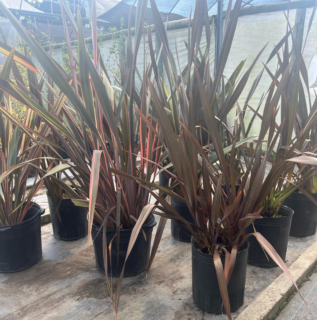 Formio morado - hermosa planta de exterior – Roble